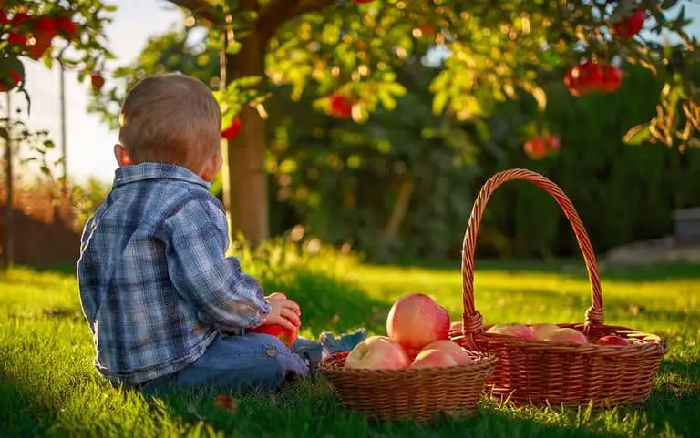 Toddler Ate Apple Seeds (Should I Be Concerned?)